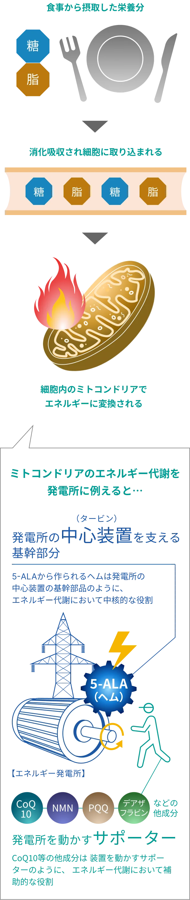 一般社団法人 5-ALA普及協会